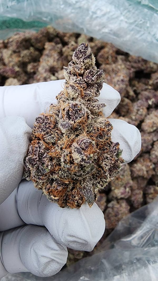 Buy Tropicana Cookies THCa Flower Wholesale | Premium Bulk Cannabis