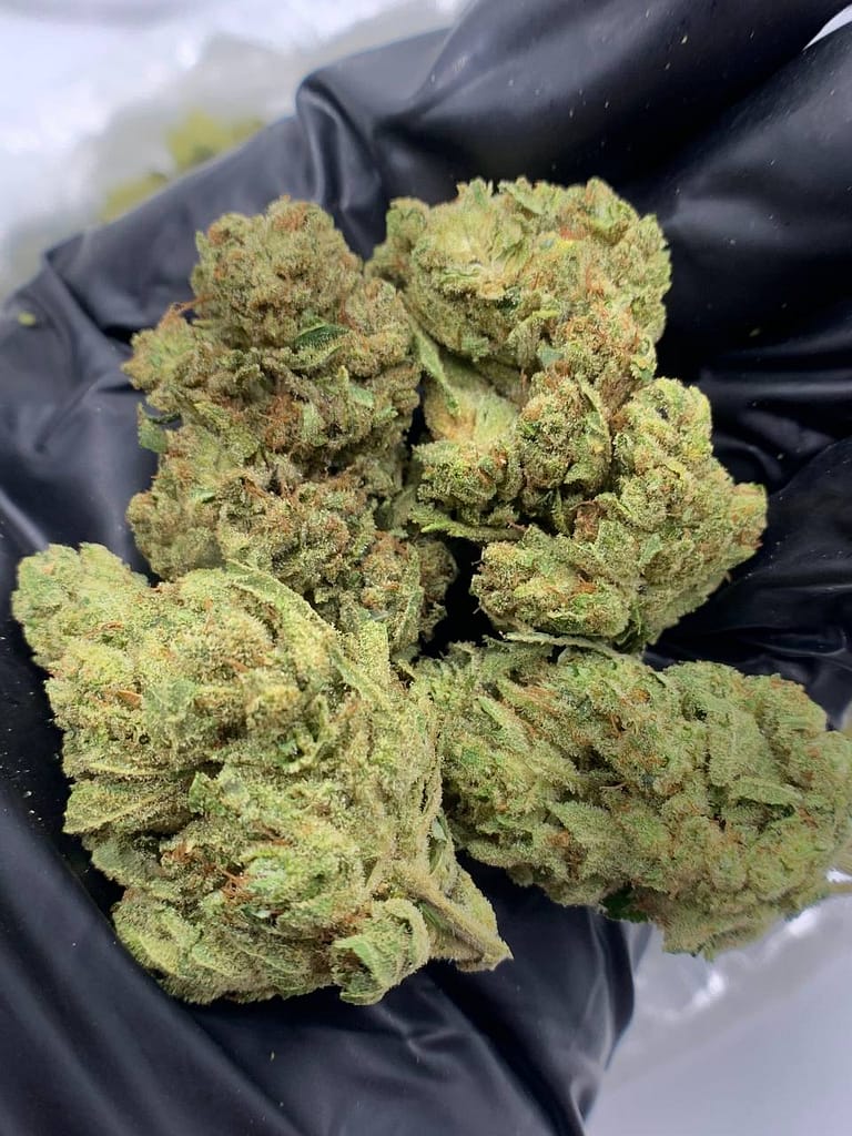 Buy GG4 THCa Flower Wholesale | Gorilla Glue #4 Bulk Cannabis